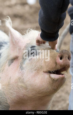 French Landrace pig Stock Photo - Alamy