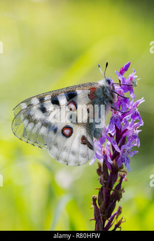 Apollo butterfly (Parnassius apollo) on mountain thistle. Abruzzo ...