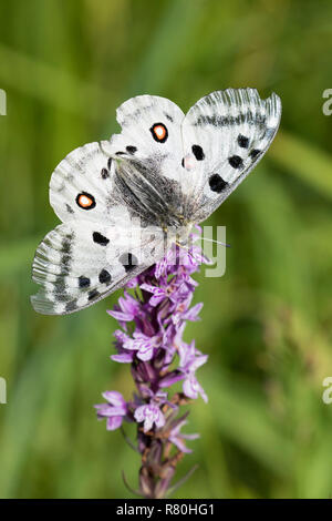 Mountain Apollo (Parnassius apollo) butterfly on thistle, Hohe Tauern ...