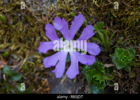 Alpine primrose (Primula minima), flower, Austria Stock Photo - Alamy