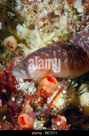 Rock gunnel (Pholis gunnellus) White sea, Karelia, Arctic, Russian ...