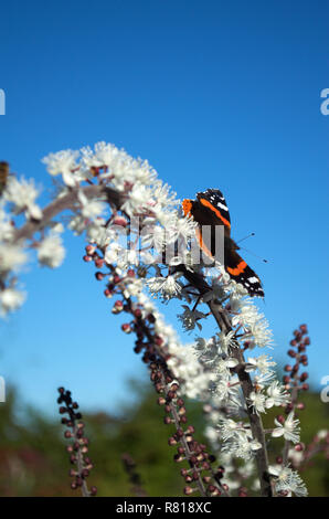 red admiral butterfly on actea flowers Stock Photo - Alamy