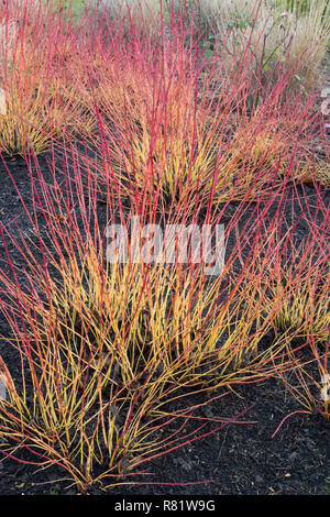 Cornus sanguinea 'Midwinter Fire' during winter Stock Photo - Alamy