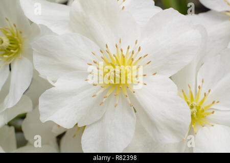 Clematis Avalanche Cartmanii Blaaval white flower flowers an evergreen ...