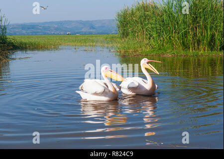 White Pelicans (Pelecanus onocrotalus), Awasa harbor, Ethiopia, Awassa ...