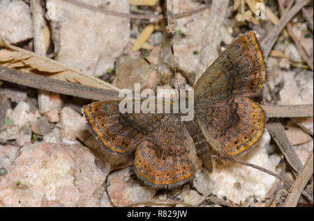 Rounded Metalmark, Calephelis perditalis Stock Photo - Alamy