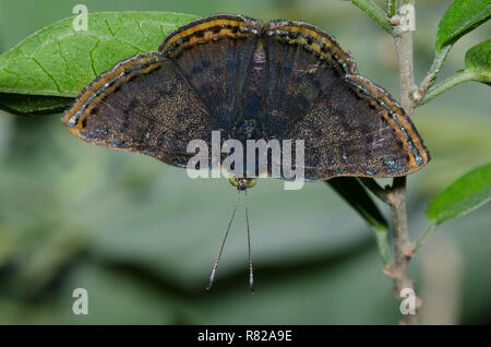 Red-bordered Metalmark, Caria ino, female peeking around leaf Stock ...