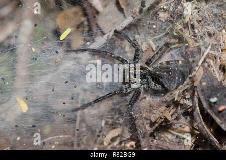 Funnel Web Wolf Spider (Sosippus californicus) at the entrance of a ...