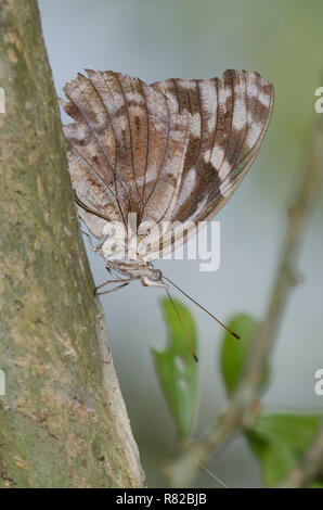 Mexican Bluewing Butterfly (Myscelia ethusa) resting on a green ...