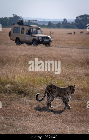 Leopard behind a safari vehicle Stock Photo - Alamy