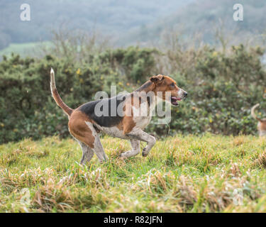 Hunting dog running Stock Photo - Alamy
