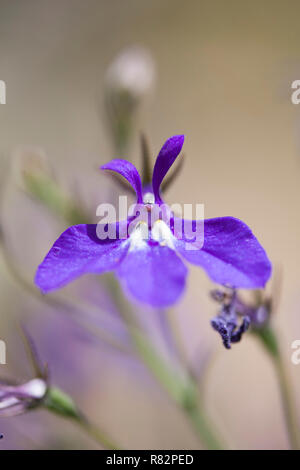 Flowers in Vacqueyras, France Stock Photo - Alamy