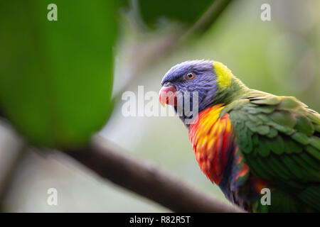 Four colored Parakeet Stock Photo - Alamy