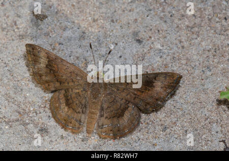 Fatal Metalmark, Calephelis nemesis Stock Photo - Alamy