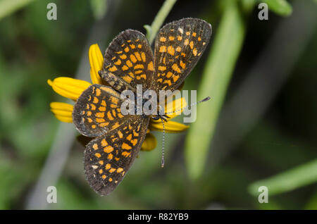 Elada Checkerspot, Microtia elada, nectaring from Skeleton-Leaf ...