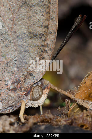 Tropical Leafwing (Anaea aidea Stock Photo - Alamy