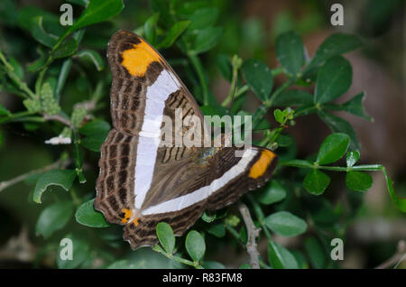 Band-celled Sister, Adelpha fessonia, on mist flower, Conoclinium sp ...