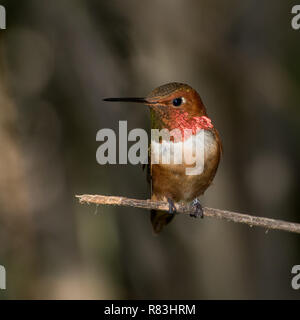 RUFOUS HUMMINGBIRD male on twig Selasphorus rufus Arizona, USA Stock ...