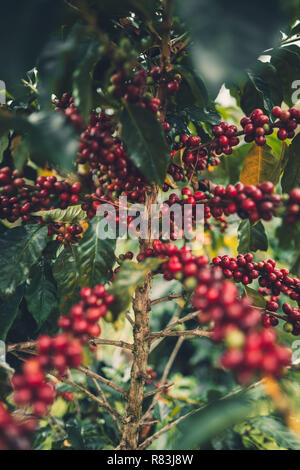 cherry coffee Good quality red coffee beans exuberant coffee tree Stock ...