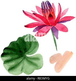 Red lotus floral botanical flower. Wild spring leaf wildflower isolated ...