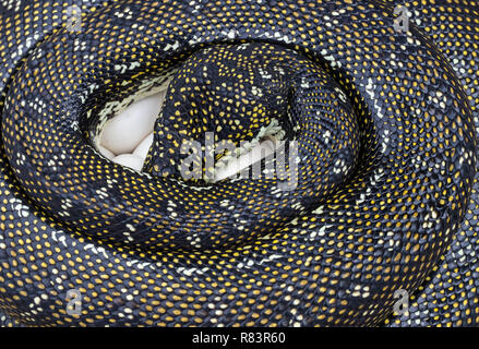 Diamond Python incubating eggs Stock Photo - Alamy