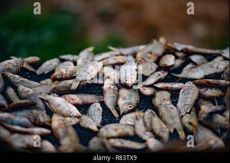 Mali, Africa. Caught fish ready for selling on a local market. Niger ...