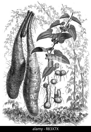 Chinese Yam or cinnamon-vine (Dioscorea polystachya) plant growing up a ...