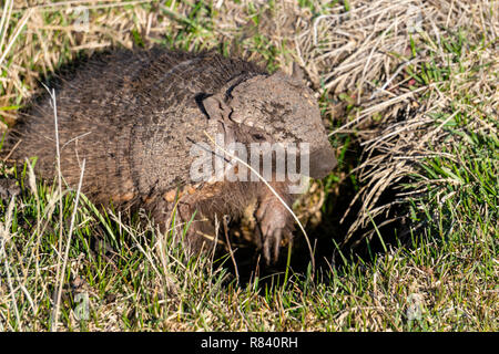 Dwarf armadillo coming out from its underground nest Stock Photo - Alamy