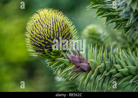 A close up of a monkey puzzle ball tree, Richmond, Yorkshire , UK Stock ...