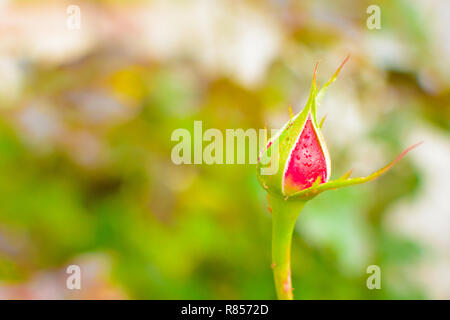 Unopened rose bud with water drops, freshness after rain, rose flower ...