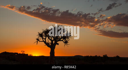 Quiver tree during Sunset, South Africa Stock Photo - Alamy