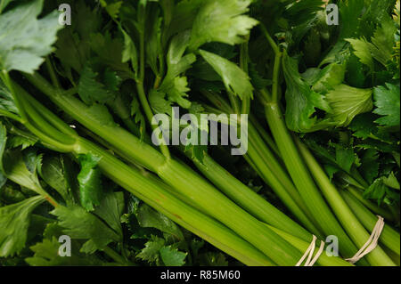 Organic celeries from a celery garden farm Stock Photo - Alamy