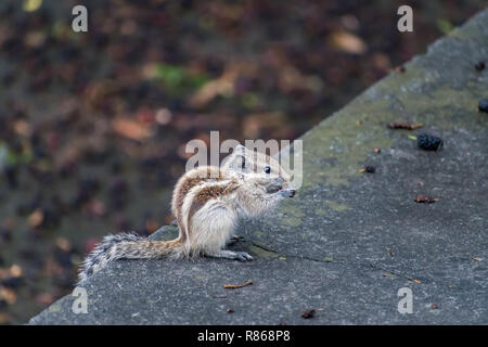 A Cute Siberian chipmunk spotted in South Korea Stock Photo - Alamy