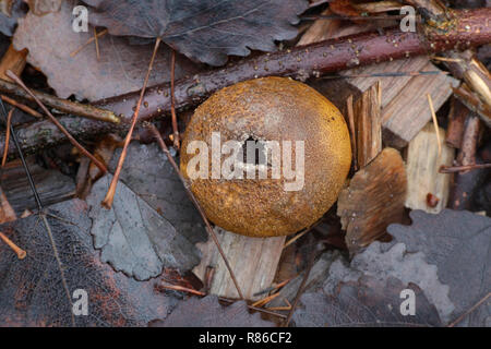 Scaly Earth Ball Fungus, Scleroderma verrucosum, Sclerodermataceae ...