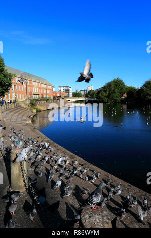 Derby City Council offices on the banks of the river Derwent, Derby ...