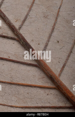 Exotic rare Rhododendron species, leafs shed in autumn, showing fine ...