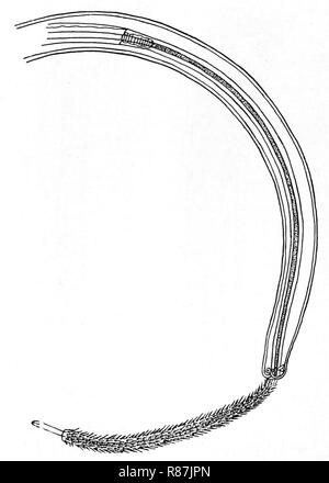 Capillaria contorta - male tail - Eloise Blaine Cram Stock Photo - Alamy