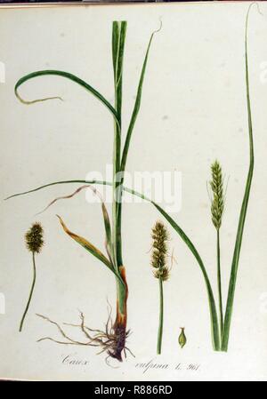 Carex vulpina L Carex vulpina L Stock Photo - Alamy
