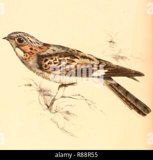 Caprimulgus rufigena 1838 Stock Photo - Alamy