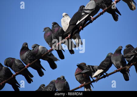 Pigeons on telephone wires Stock Photo: 36043105 - Alamy