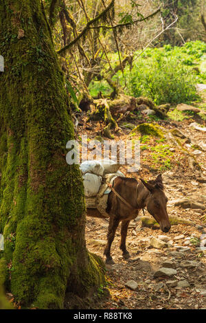 Trekking in Nepal Himalayas. Mule caravan on lower part of Everest trek ...
