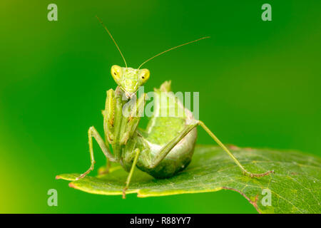Tiny Wingless praying mantis, adult, life-size magnification Stock ...