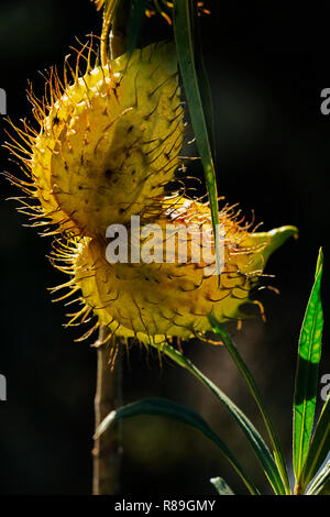 Balloon Cotton Bush Fruit, Asclepias physocarpa aka Gomphocarpus ...