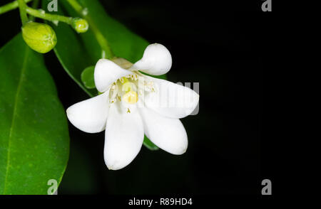 Closeup White Flowers Orange Jessamine Isolated on Black Background ...