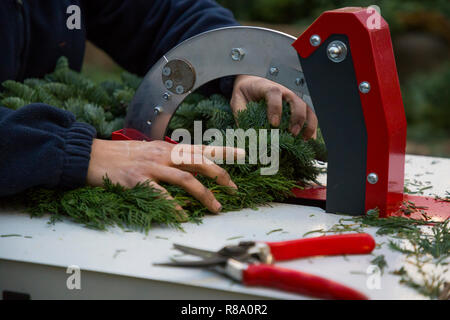 A young Woman using a wreath making machine to make Christmas wreaths ...
