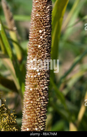 Millet in wooden bowl with green spikelets isolated on white background ...