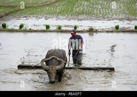 A Filipino farmer prepares the field for rice planting using Carabao ...