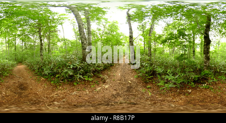 360° view of "Buna" beech tree Forest - Alamy