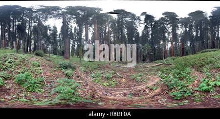 360° view of Muir Grove, Sequoia National Park - Alamy