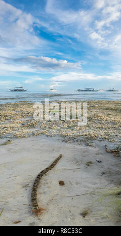 Philippines Bohol Sunrise at White Beach on Panglao Island Adrian Baker ...